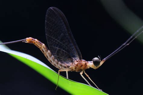 Mayflies Where They Hatch Why They Swarm And How Long They Live
