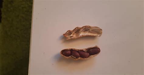 Quadruple Peanut Album On Imgur