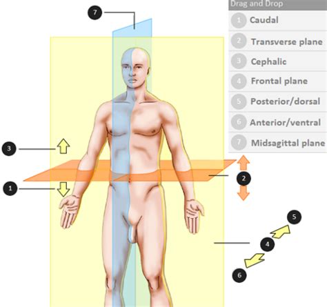 Chapter 2 Anatomic Reference Systems Flashcards Quizlet