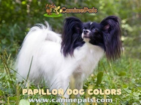 A Look Into Papillon Dog Colors And Their Personality Traits Canine Pals