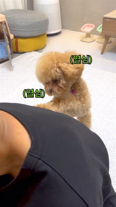 원샷한솔 시각장애인 아빠의 효자손이 되어주는 강아지 시트콤 효녀 강아지 토리 효자손 시각장애인 아빠 원샷한솔 Instagram