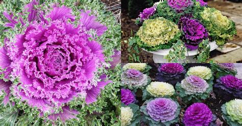 Repolho Decorativo Aprenda A Cultivar
