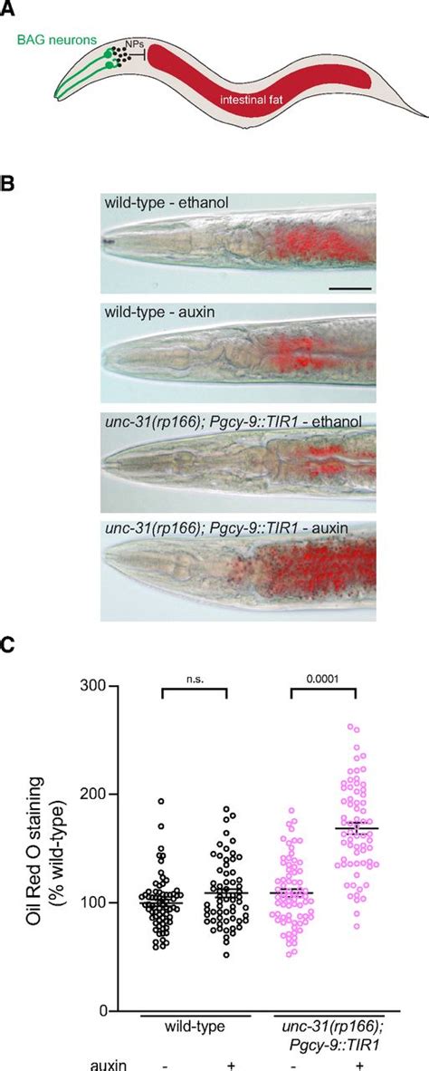 Conditional Degradation Of Unc 31 Caps Enables Spatiotemporal Analysis