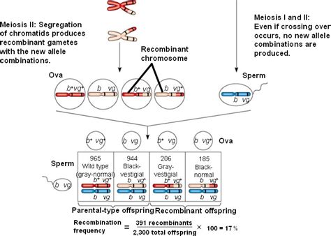Chapter 15 The Chromosomal Basis Of Inheritance