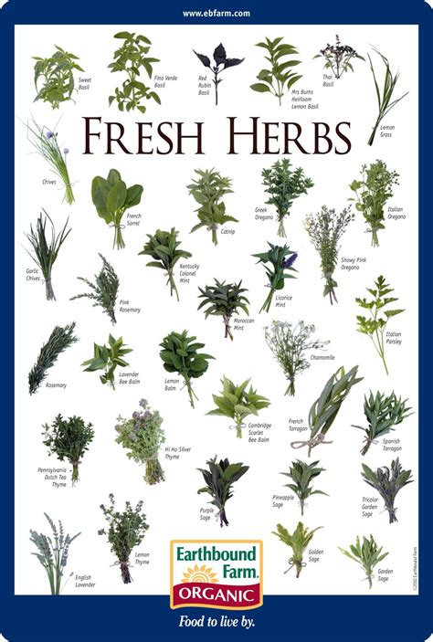 Herb Plant Identification