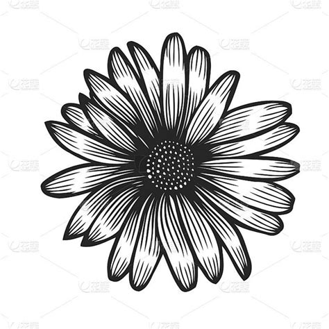手绘洋甘菊