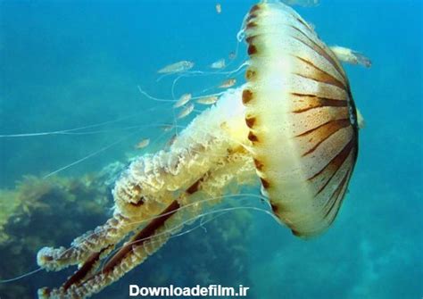 عکس عروس دریایی