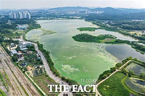 지속되는 폭염에 녹조로 가득 차버린 왕송호수 Tf사진관