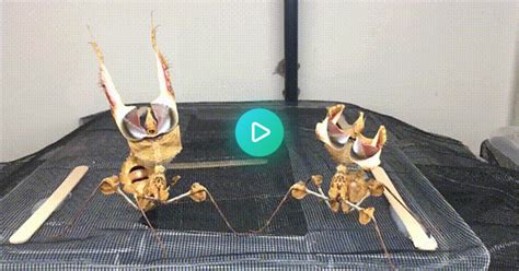 The Devil Mantis Idolomantis Diabolica  On Imgur