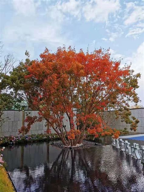 丛生三角枫 花瓣网