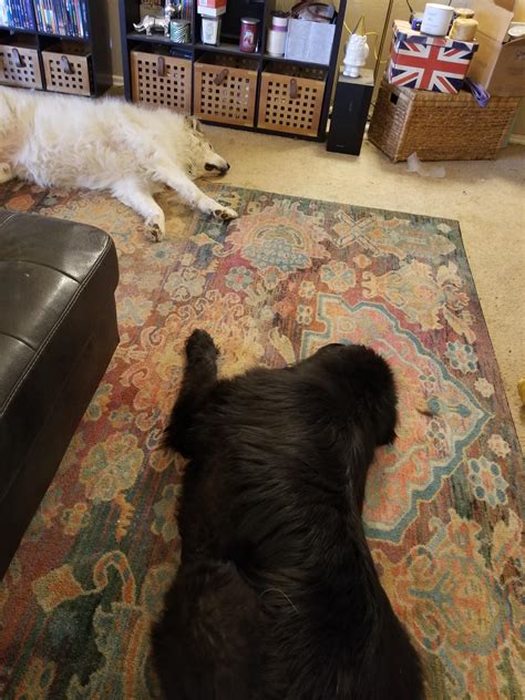 Lazy Sunday With The Floofs R Newfoundlander
