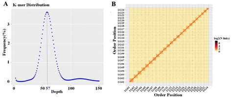 Genome Survey And Genome Wide Hi C Heatmap Of S Chuatsi A K Mer