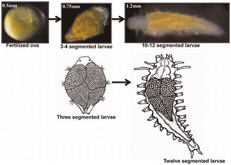 Early Developmental Stages Of The Polychaete Neanthes Arenaceodentata