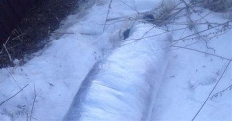 Фродо Пикабу