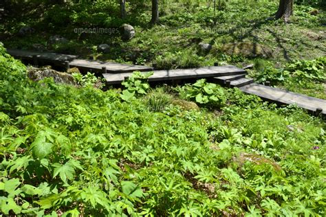 神戸 六甲高山植物園新緑とハイキングコースの写真素材 FYI07999922 ストックフォトの Qlean Marketキュリン