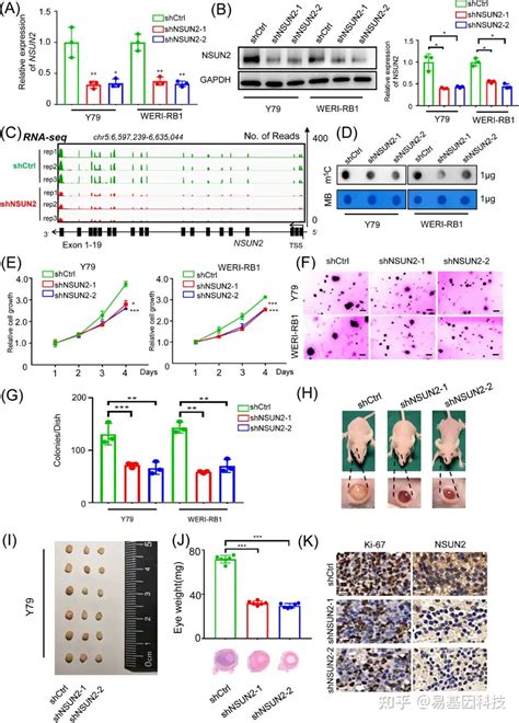 易基因：nsun2介导的m5c Rna甲基化在视网膜母细胞瘤进展中的重要作用 科研速递 深圳市易基因科技 博客园