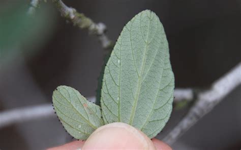 How To Identify Woolyleaf Ceanothus Ceanothus Tomentosus Plantjoy