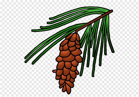Картинка ветка сосны с шишкой на прозрачном фоне