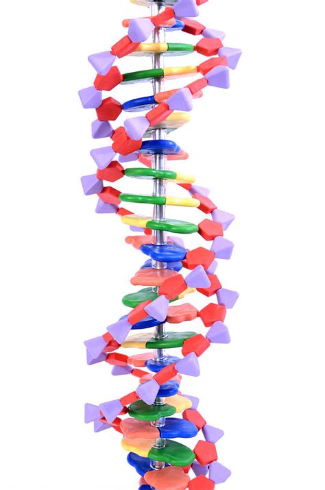 Double Helix Dna Molecular Model Photograph By Science Source Fine Art America