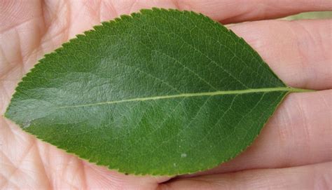 Leaf Oval Toothed Tree Guide Uk Tree Id By Oval Tooth Edged Leaf