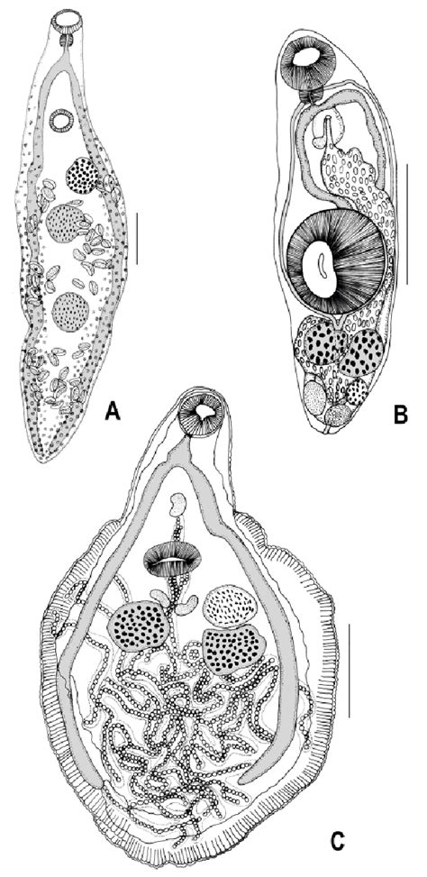 Line Drawings Of A Allocreadium Handiai Pande 1937 Madhavi 1980