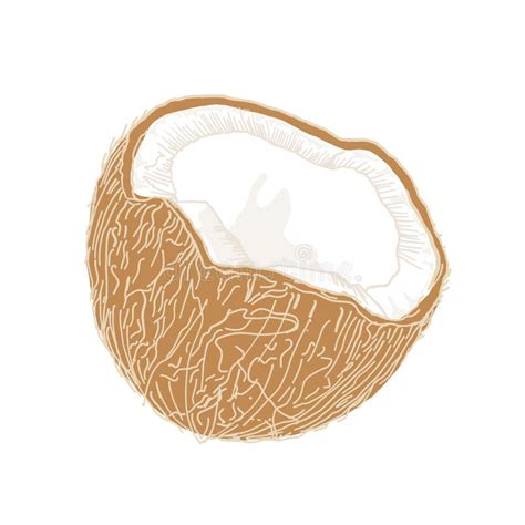 Hand Drawn Nude Colors Coconut Doodle Style Cracked Half Coco Nut Vector Illustration Isolated