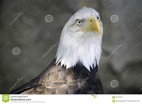 Griffon老鹰 库存图片 图片 包括有 纵向 表达式 老鹰 双翼飞机 动物园 通配 态度 97781737