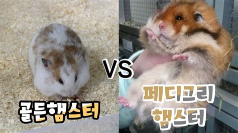 일반 골든 햄스터와 페디그리 햄스터 혈통햄스터 비교 로던트클럽 Youtube