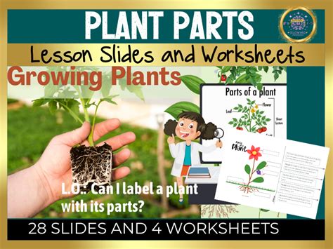 Growing Plants Plant Parts Lesson Slides And Worksheets For Years 1