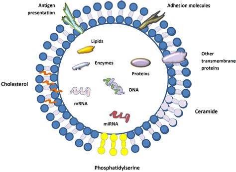 Exosome Structure Exosomes Are Microvesicles Delineated By A Membrane