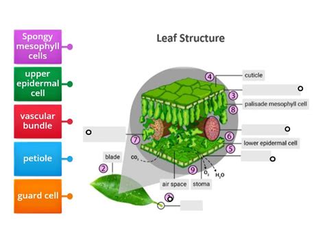 Leaf Structure Labelling Labelled Diagram