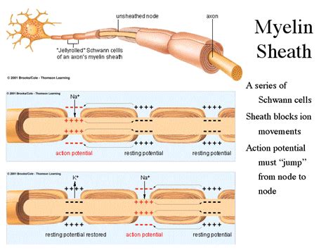 Human Bio Overview Of The Nervous System