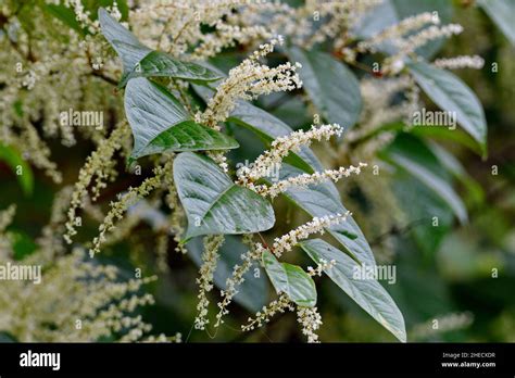 France Doubs Flora Japanese Knotweed Polygonum Cuspidatum Leaf