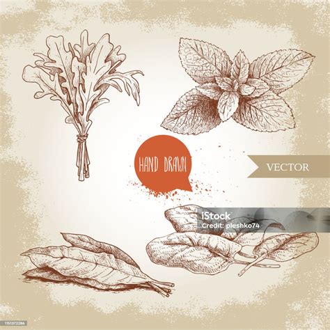 허브 스케치 세트입니다 Arugula 민트 잎 바 질과 베이 잎 손으로 그린 벡터 일러스트입니다 음식 디자인 주방 및 시장을 위한 복고풍 스타일 고풍스런에 대한 스톡 벡터