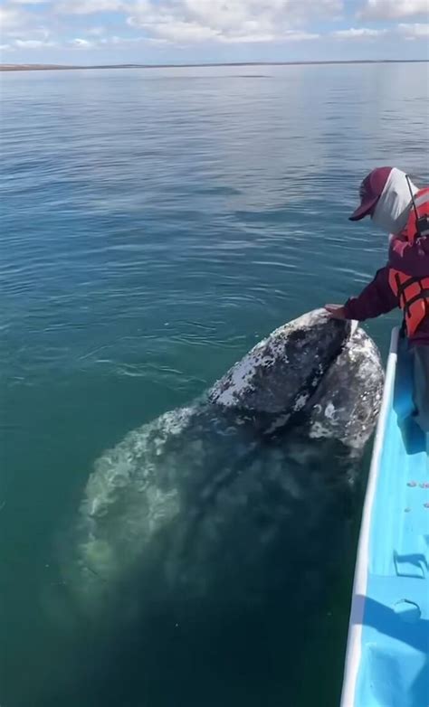 Este video capta el increíble momento en que una ballena se acerca a un barco con una inusual