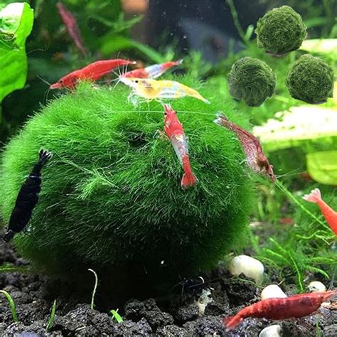 Algae Balls