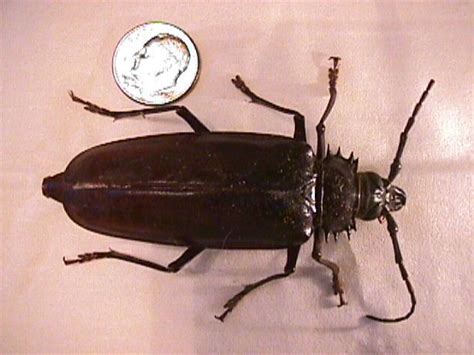 Fascinating Tree Roach