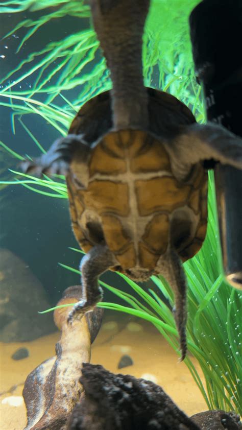 Musk Turtle Need Help Determine Sex Rturtle