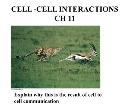 Cell Cell Interaction Notes