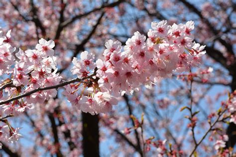 Zur Kirschblüte In Japan Sakura Und Hanami