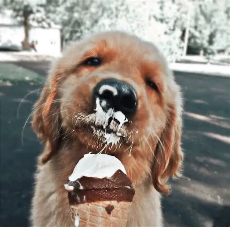 Dog Tiktok Pfp At Josephine Blumberg Blog