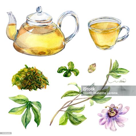 유리 주전자와 컵 열정 꽃 흰색으로 분리된 줄기 수채화 그림 티포트에 대한 스톡 벡터 아트 및 기타 이미지 티포트 허브 차 개체 그룹 Istock