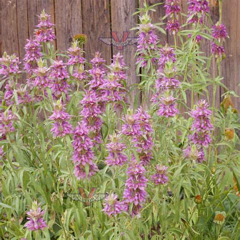 Lemon Mint Victory Seed Company