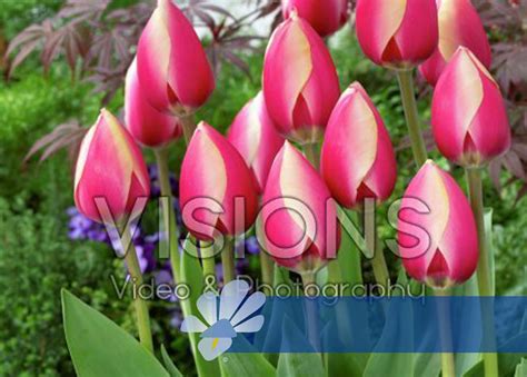 Russian Princess® Maveridge Int Bv