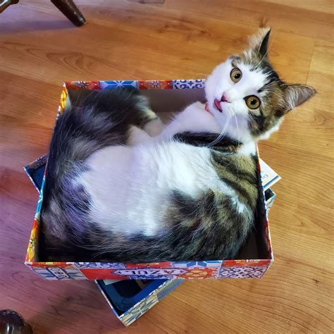 Aster Joined Game Night R Eyebleach