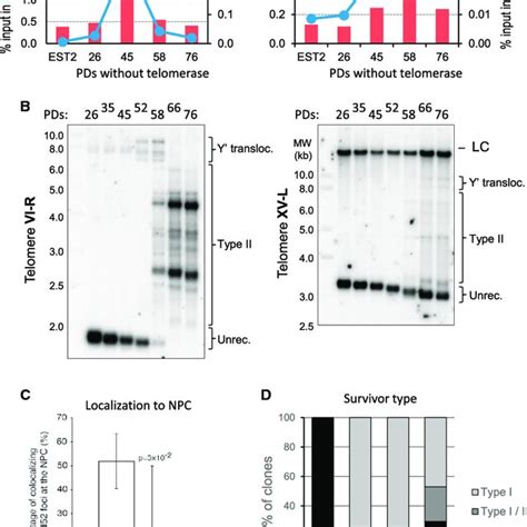 Delocalization Of The Sumo Protease Ulp1 From Npcs Prevents Download Scientific Diagram