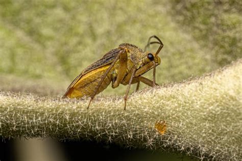 Premium Photo Small Adult Plant Bug Premium Photo Small Adult Plant Bug