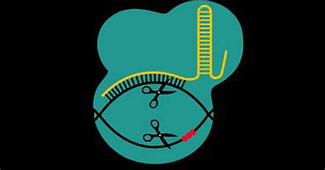 New Crispr Enzyme Mutation Proves Almost 100 Times More Precise