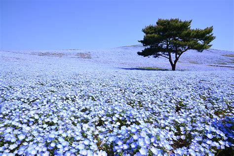 ネモフィラ 国営ひたち海浜公園