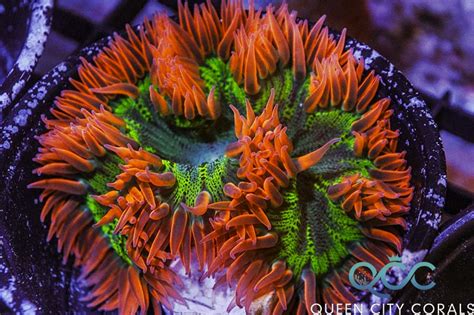 Ultra Rock Flower Anemone Wysiwyg Queen City Corals